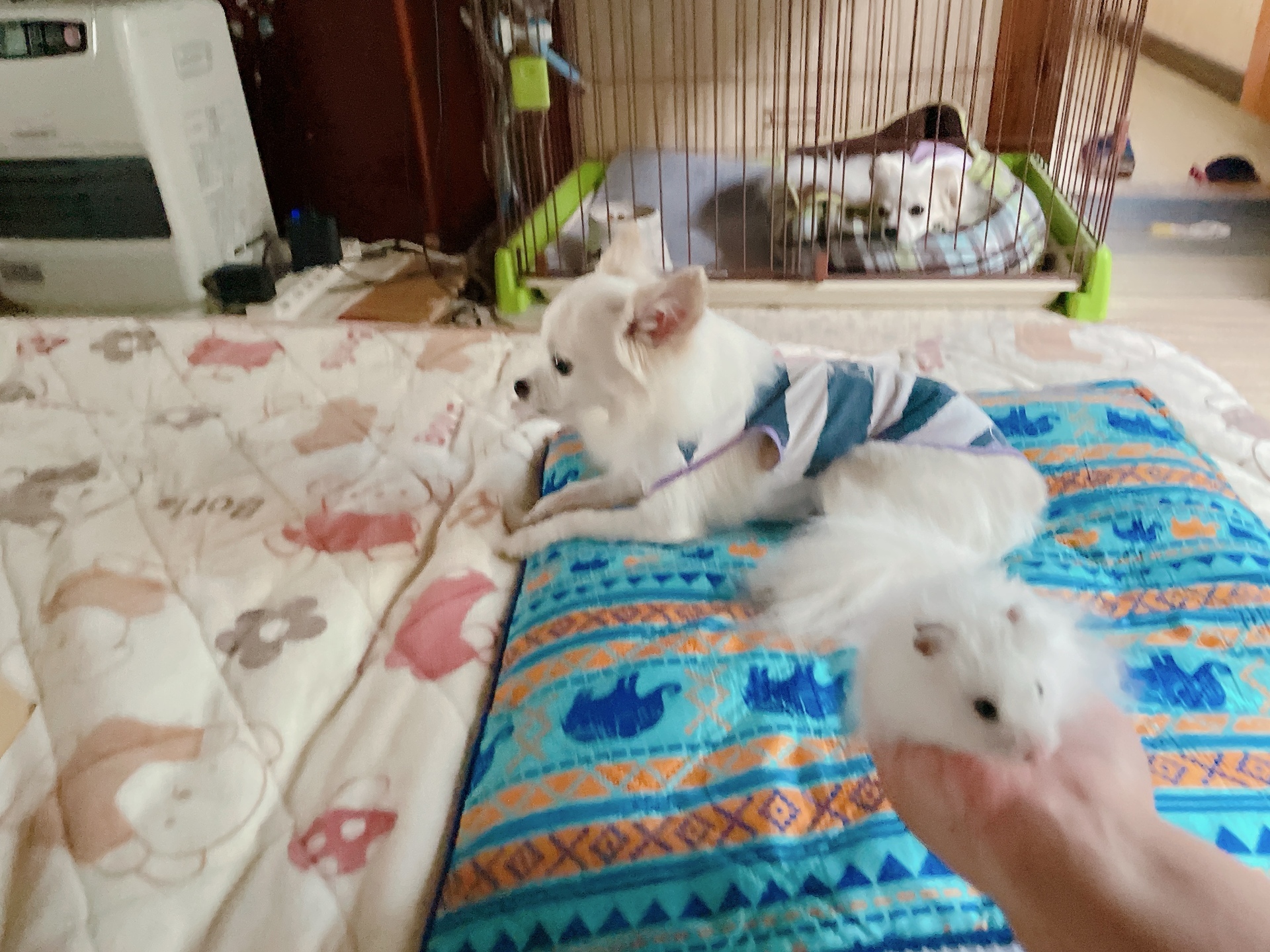 ホント。。。寒いわ(;´Д`): チワワまみれの生活